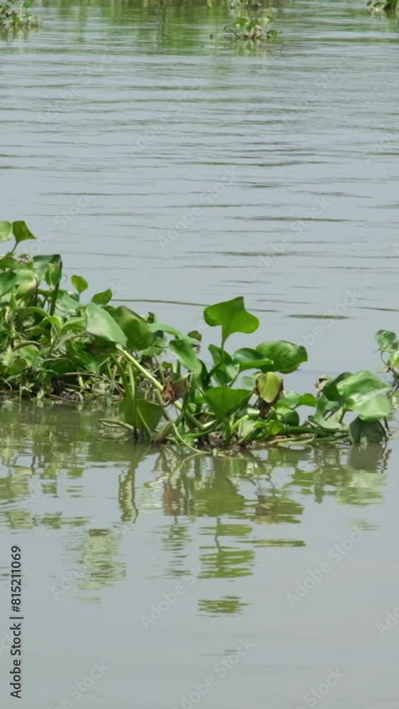 Water hyacinth Eichornia crassipes is type of floating aquatic plant ...