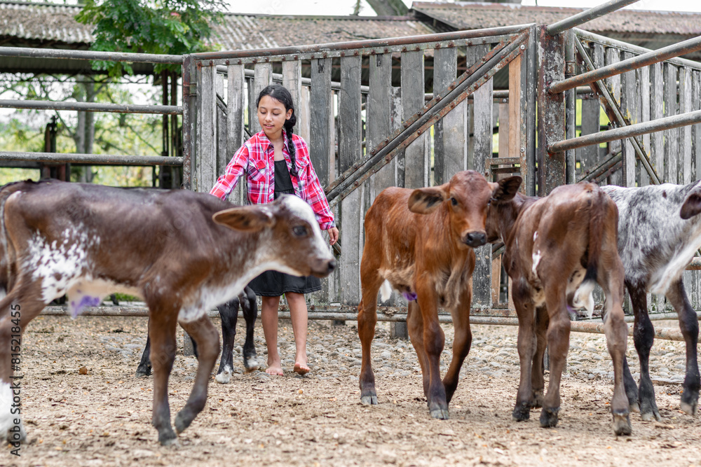 latina farm girl walking and touching the small gyr calves that are ...