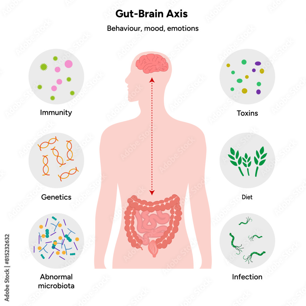 Gut brain axis, nervous system in human body small and large intestine ...