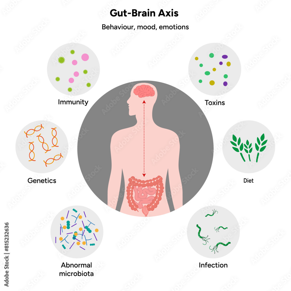 Gut brain axis, nervous system in human body small and large intestine ...