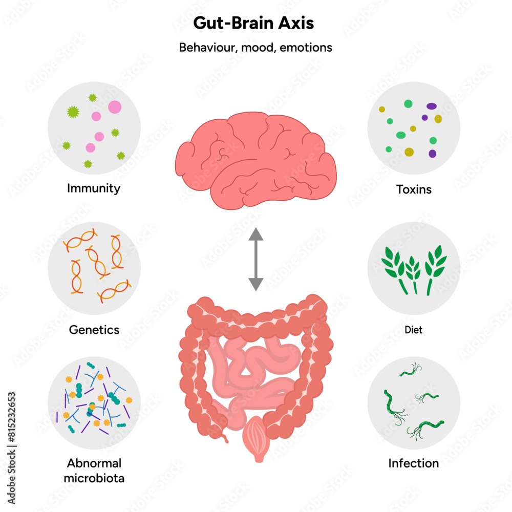 Gut brain axis, nervous system in human body small and large intestine ...