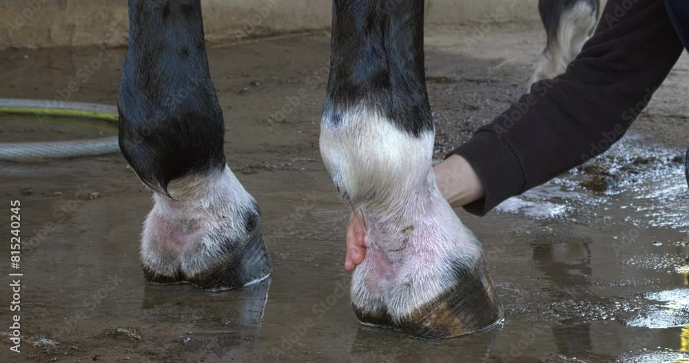 Applying antibacterial ointment on horse legs with mud fever in the ...