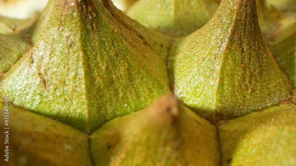 In a close-up view, durian thorns reveal their menacing beauty ...