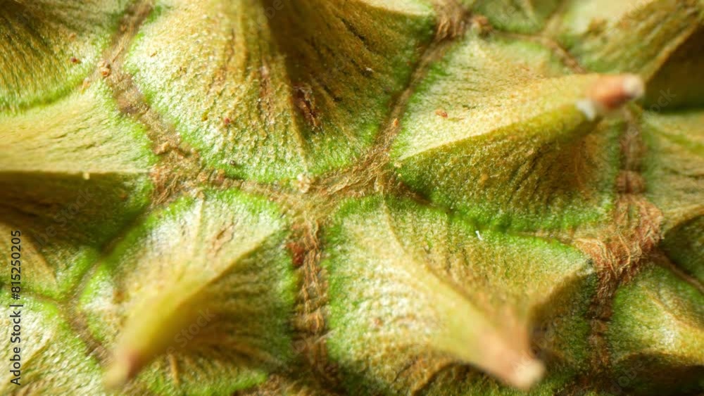 A close-up of durian thorns unveils nature's armor, each spike a ...