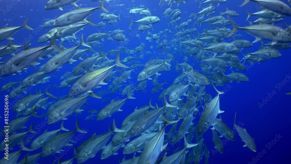 A shark patrols a coral reef at night, a scene capturing the critical ...
