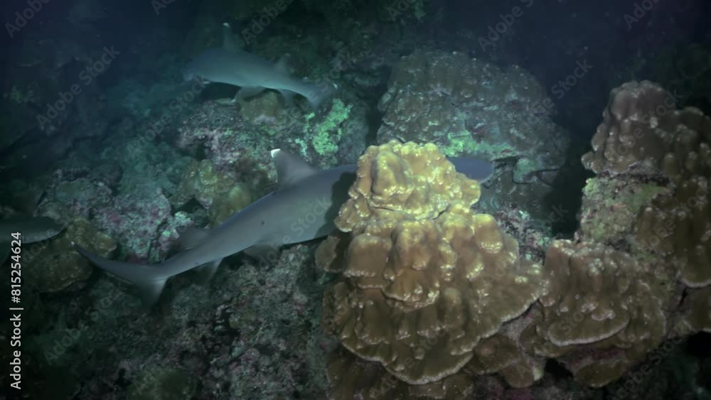 A serene assembly of whitetip reef sharks glides past expansive coral ...