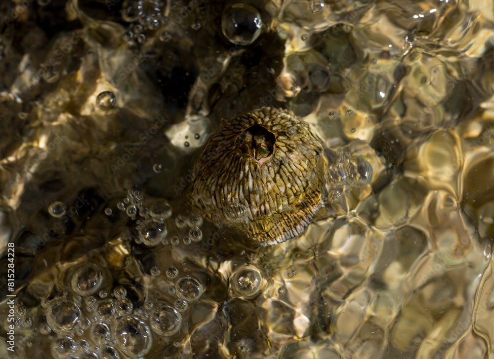 Tetraclita squamosa - Thatched barnacle. Balanus (Balanomorpha) is a ...