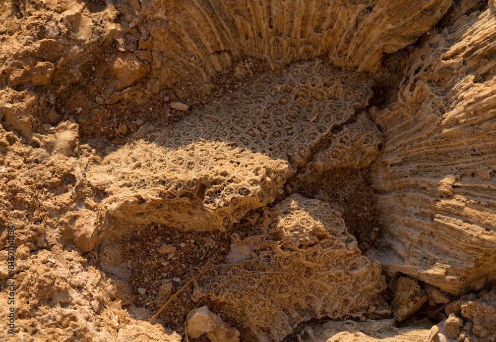Fossil corals of the Red Sea. Ancient creatures, turned into stone ...