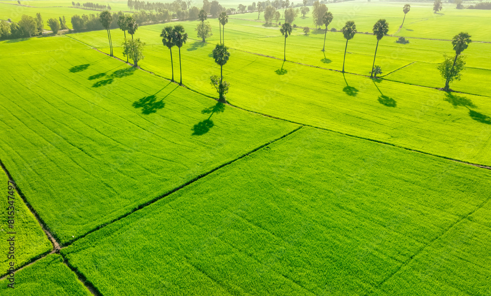 Aerial view of green rice field. Above view of agricultural field. Rice ...