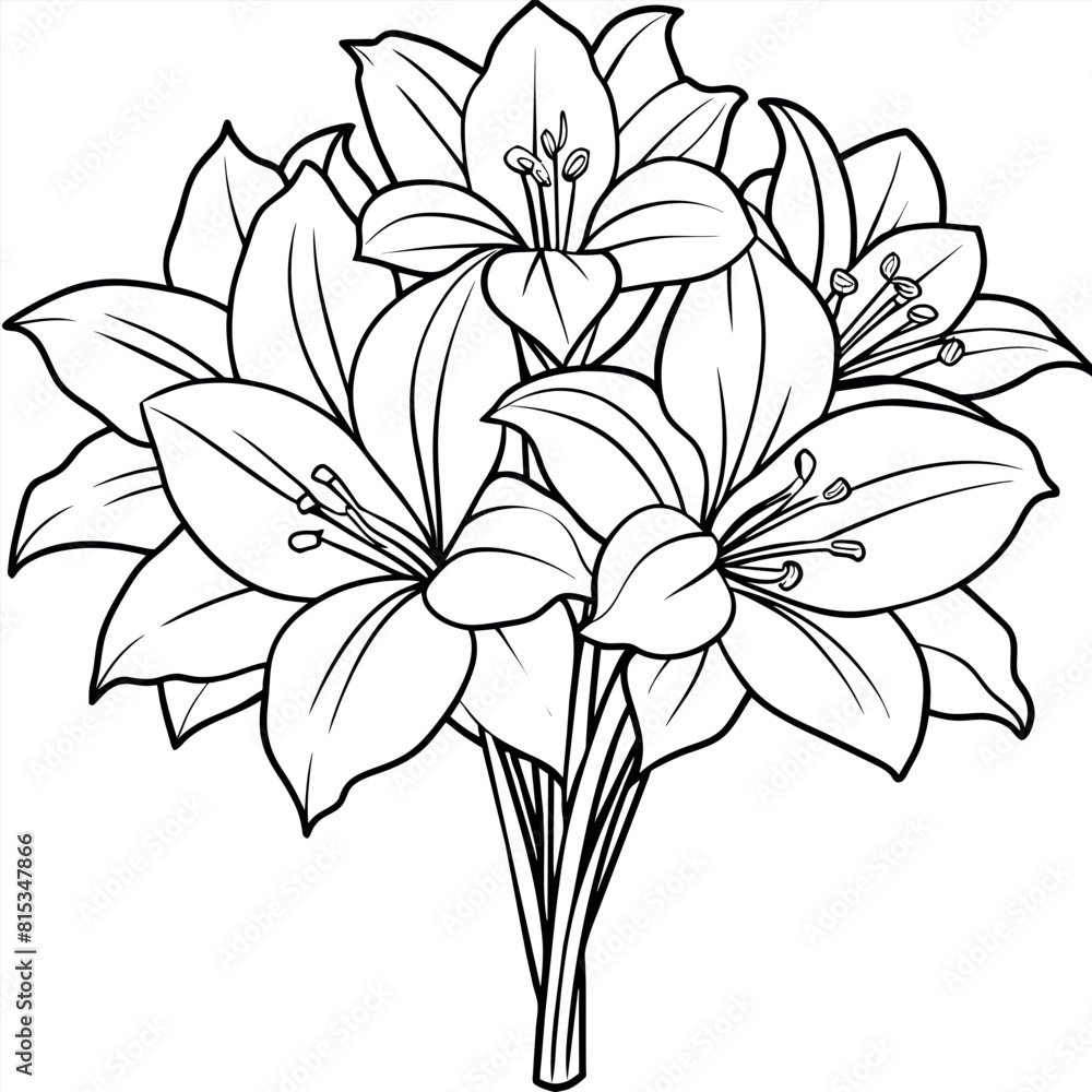 Amaryllis Flower outline illustration coloring book page design ...