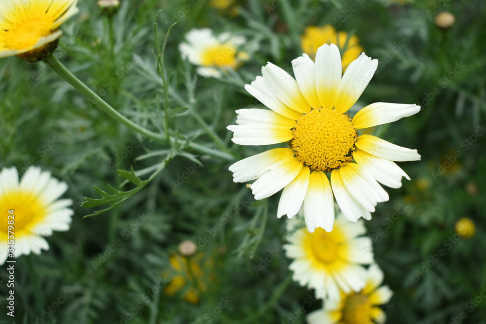 Closeup of beautiful white yellow crown daisy flower closeup, Crown ...