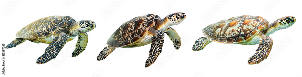 Three sea turtles isolated on transparent background Stock Photo ...