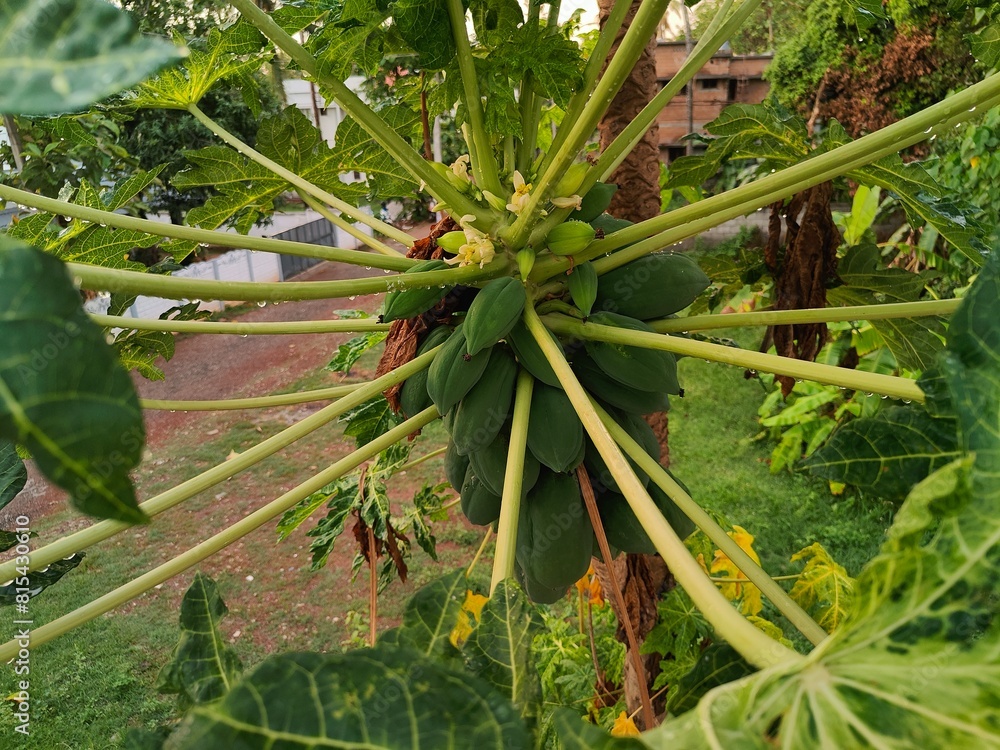 Papaya is high in fiber and water content, which help prevent ...