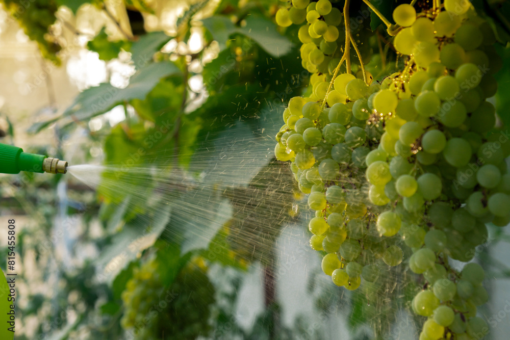 Unrecognizable farmer watering grapes with professional sprayer in ...