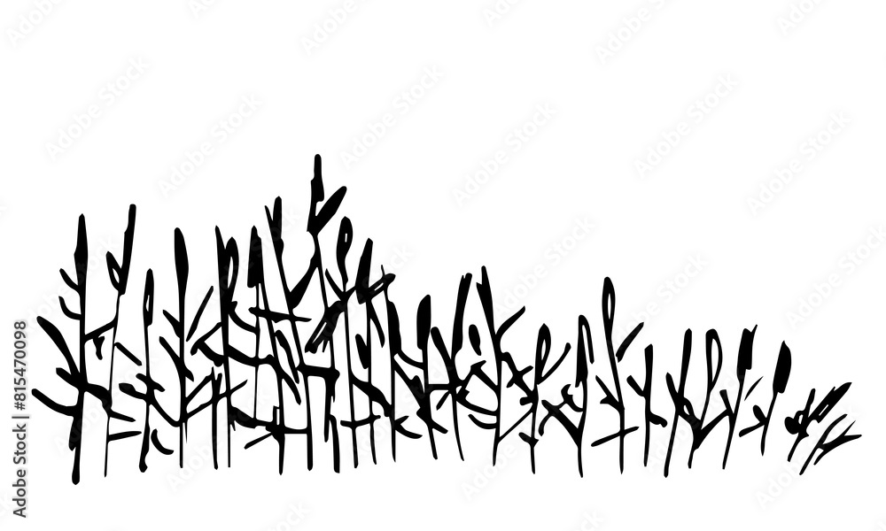 Thickets of reeds, river vegetation. Lakeside, duck hunting, fishing ...