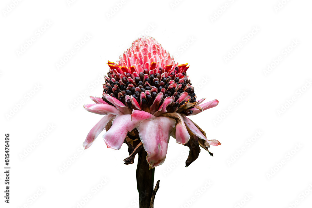 Blooming Etlingera elatior (torch ginger, red ginger lily, torch lily ...
