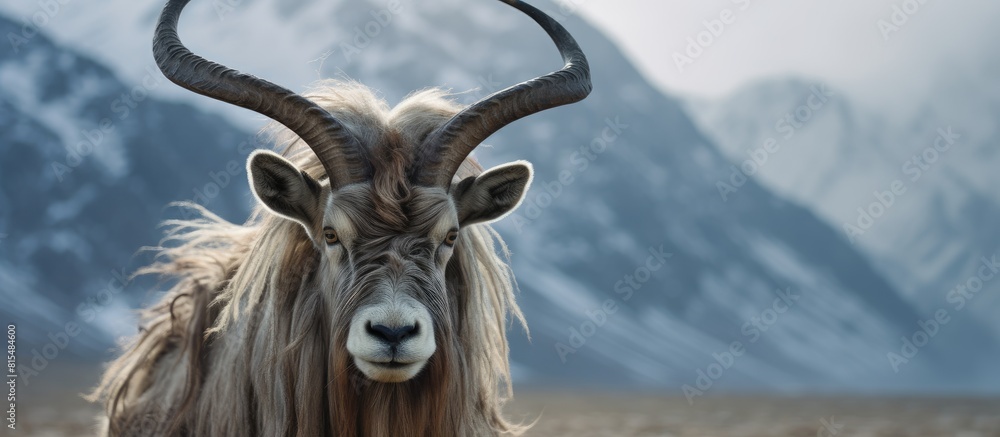Close up image of a male Markhor a wild goat from Central Asia ...