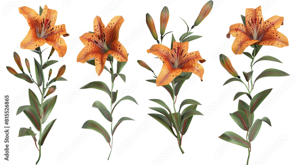 Stunning Tiger Lily Isolated on Transparent Background - Exquisite ...