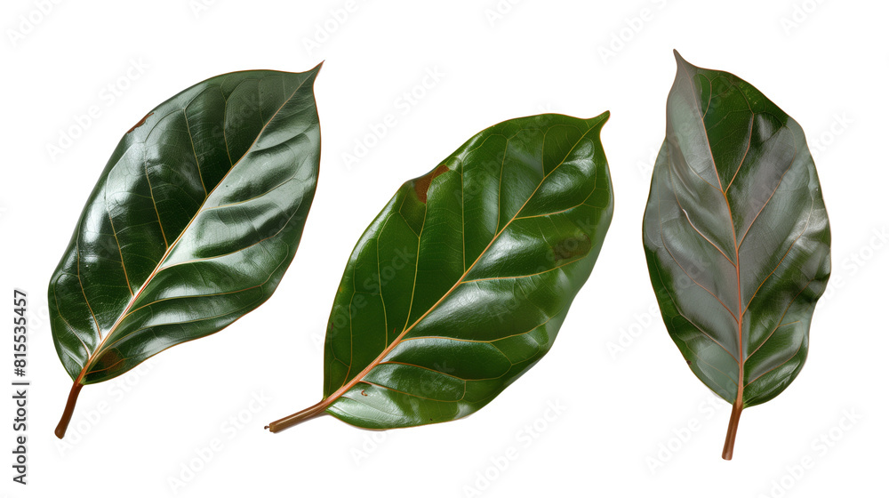 Set of magnolia leaves, featuring their glossy, leathery texture and ...