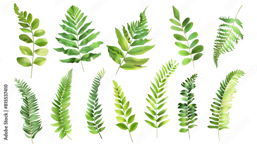 Set of acacia tree leaves, with their feathery, fine-textured foliage ...