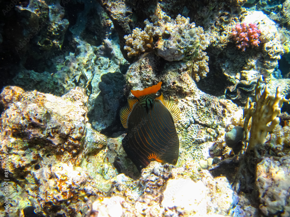 Orange-striped balistapus or Balistapus undulatus in the expanse of the ...