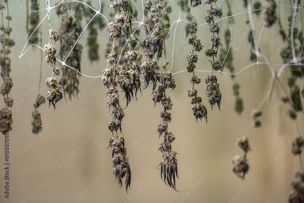 Dry Cannabis Flowers Plant Closeup With Fresh Fan Leaves Cola Pistil