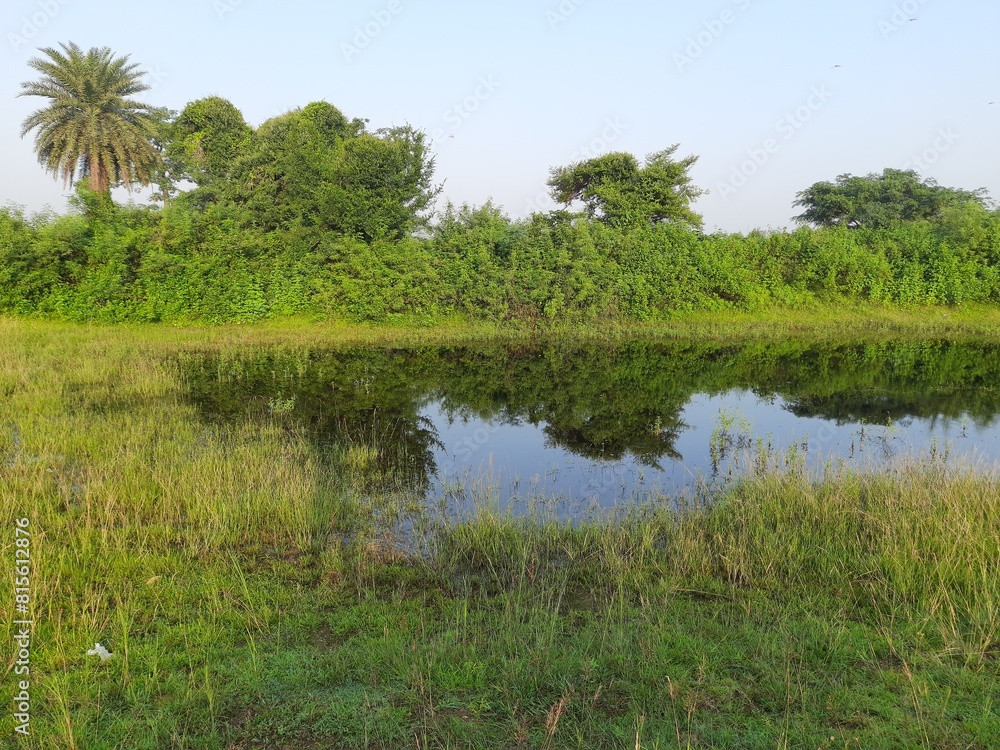 Natural pond in grassland. Wetland and green meadow. Green scenery with ...