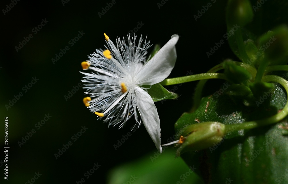 Tradescantia fluminensis ( Wandering jew ) flowers. Commelinaceae ...