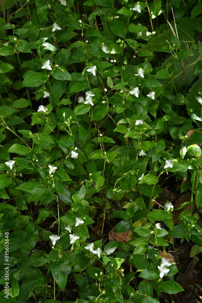 Tradescantia fluminensis ( Wandering jew ) flowers. Commelinaceae ...