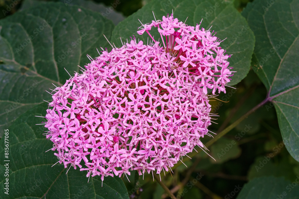 Clerodendrum bungei with a beautiful purple cap of fragrant ...