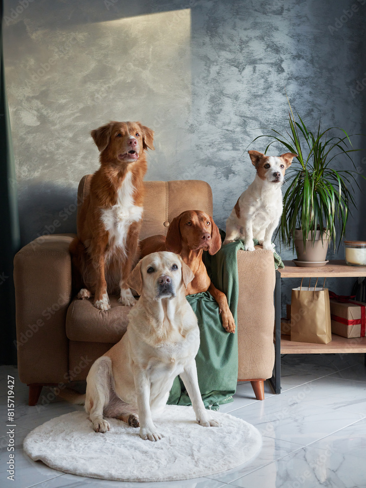 Quartet of dogs posing, a diverse canine gathering. A Labrador, Vizsla ...