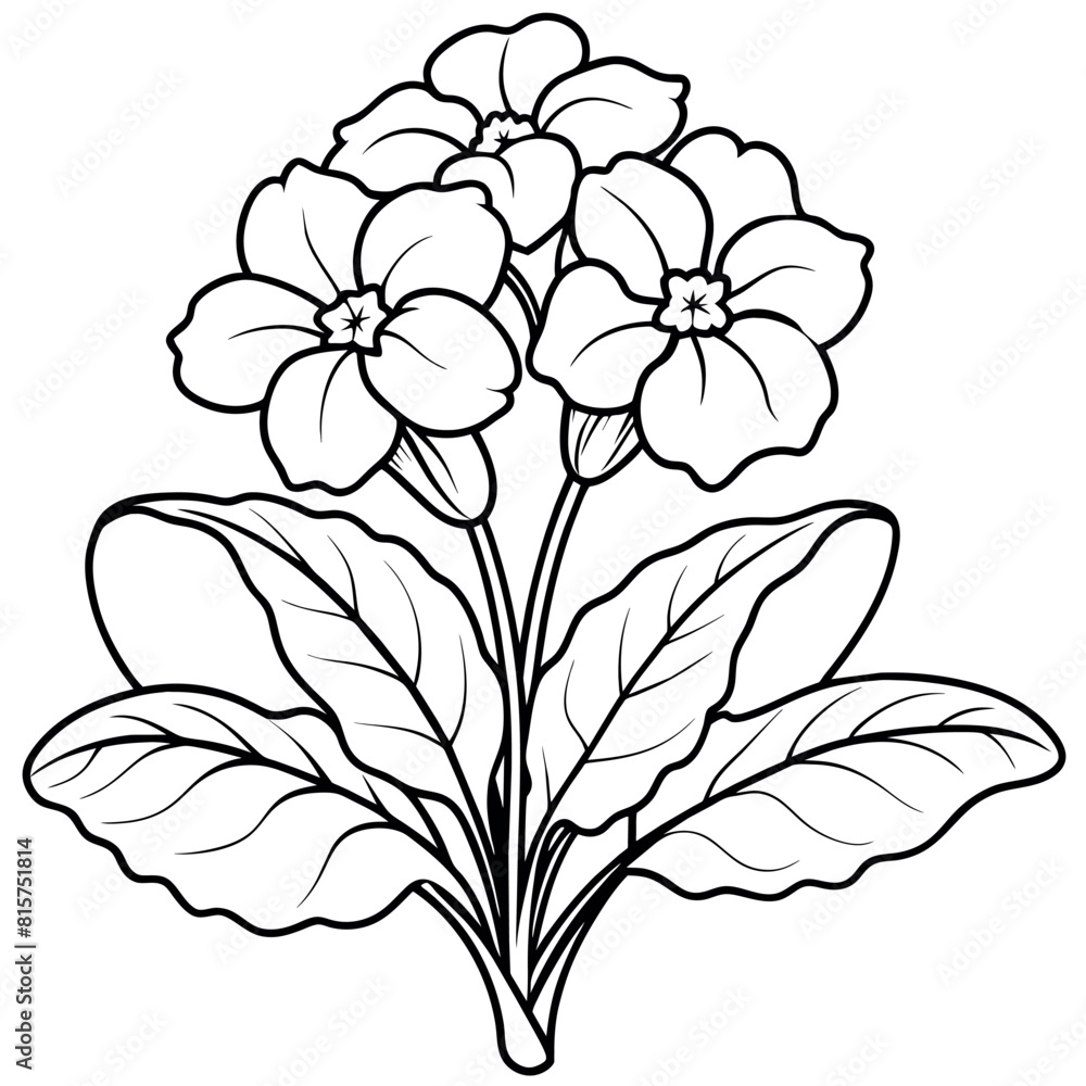 Primrose flower outline illustration coloring book page design ...