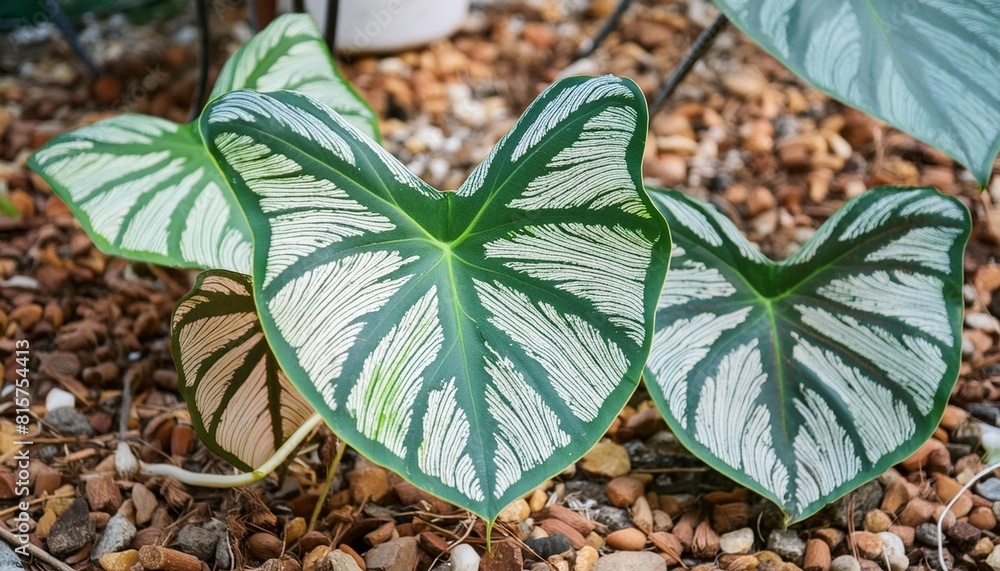 heart shaped variegated leaves of elephant ears or variegated alocasia ...
