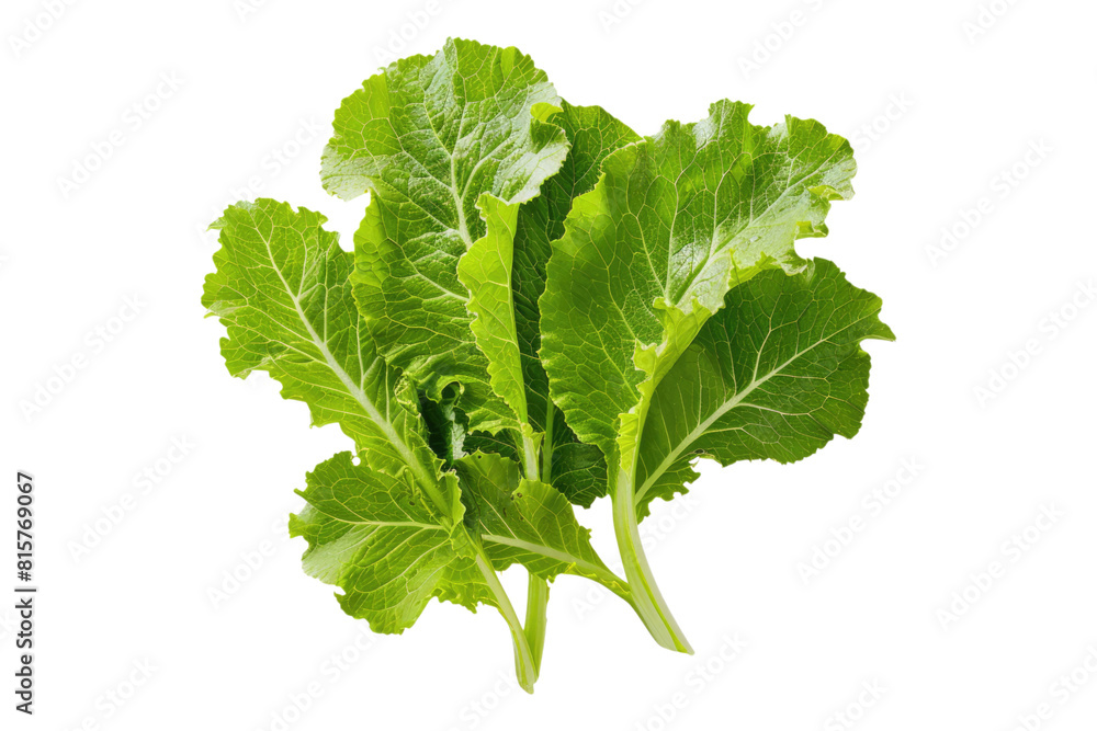 Mustard greens isolated on transparent background Stock Photo | Adobe Stock