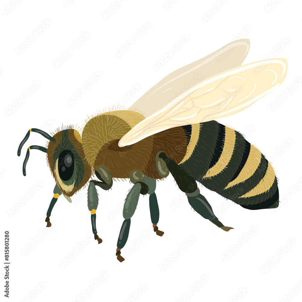 The image shows a detailed illustration of a bee. The bee has ...
