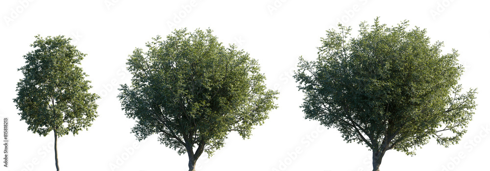 Fagus longipetiolata beech tree frontal set of street isolated png on a ...