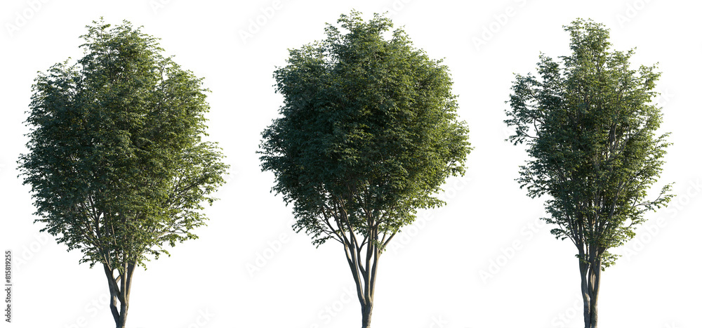 Fagus longipetiolata beech tree frontal set of street isolated png on a ...