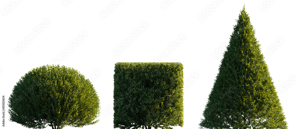 Buxus sinica set frontal bush shrub isolated png on a transparent ...