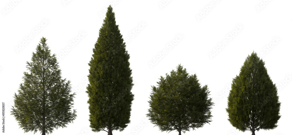 Thuja occidentalis frontal set Smaragd evergreen emerald green American ...