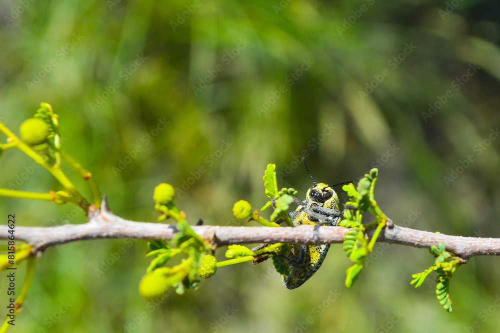 julodis animal insect on acacia nilotica tree branch with green leaves ...