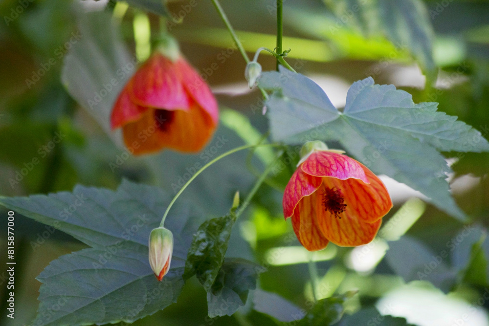 Two Abutilon Pictum aka Redvein Indian Mallow, Chinese Lantern flower ...