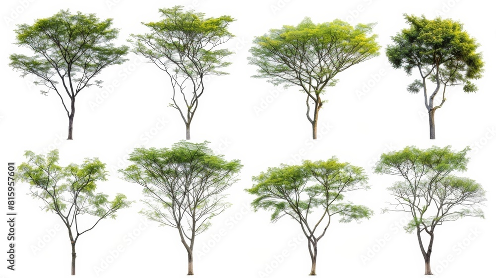 Assortment of eight isolated trees on white background, showcasing ...