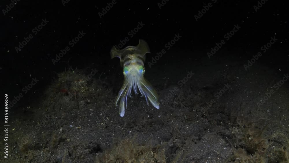 Bigfin Reef Squid - Sepioteuthis lessoniana is swimming in the nigth ...
