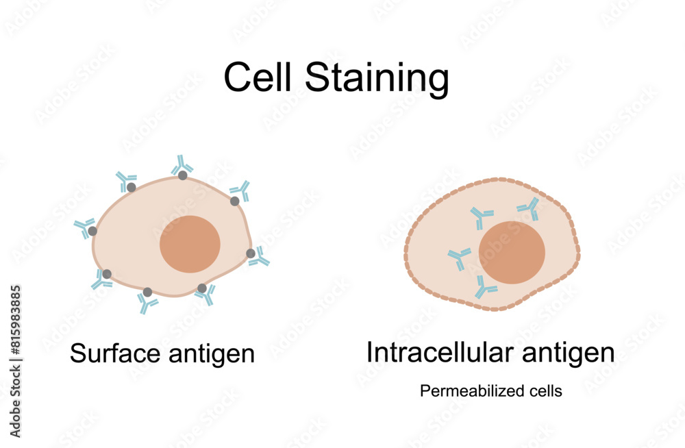 The classification of cell staining type with specific antibody and ...