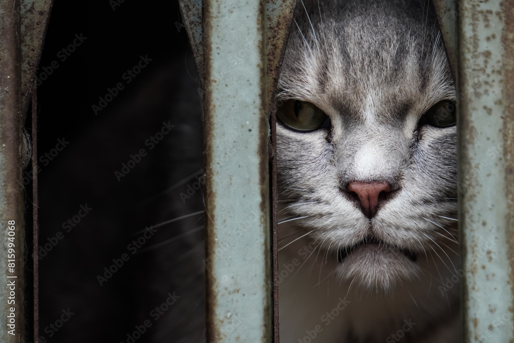 Close up photo of Sharp gaze of a cat's eyes confined within an iron ...