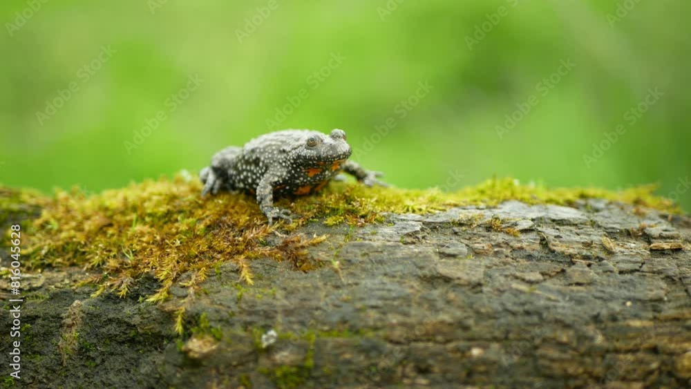 Fire-bellied european toad bombina bombina video, amphibian frog sits ...