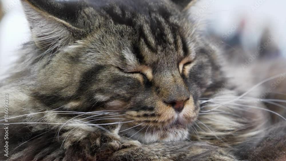 Maine Coon - large domesticated cat breed. It is one of oldest natural ...