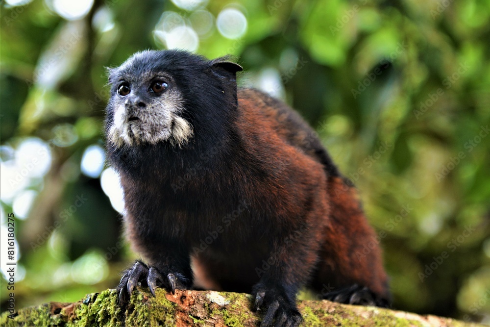 Saddle-back tamarin (Callitrichidae family) in the Amazonian rainforest ...
