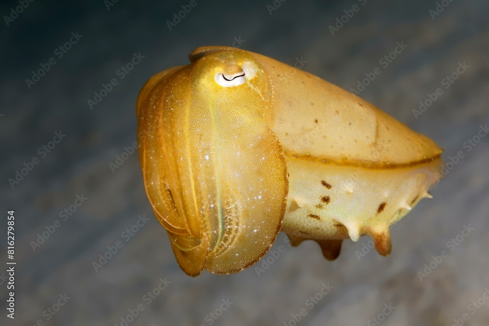 Broadclub Cuttlefish (Sepia latimanus), juvenile, Pacific, Sulu Lake ...