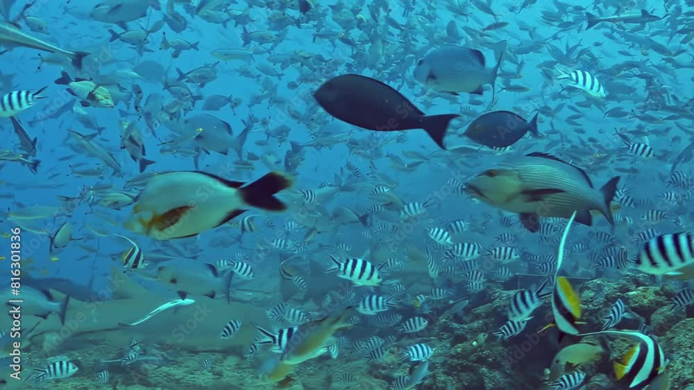 Wide-angle, slow motion underwater shot capturing a dense scene of ...